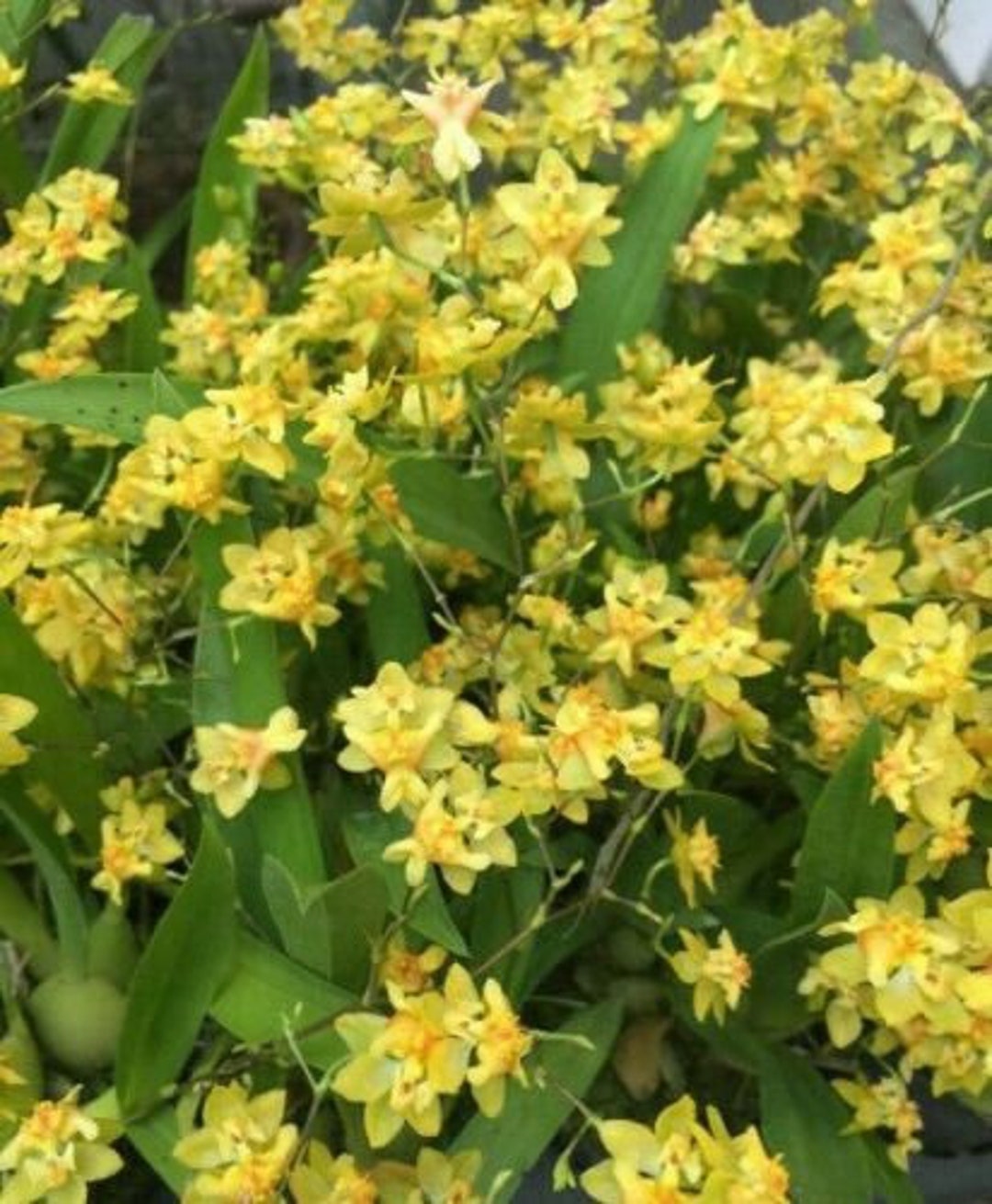 Oncidium Twinkle 'yellow Bird' Miniature Orchid Plant Shipped in 2.5 ...