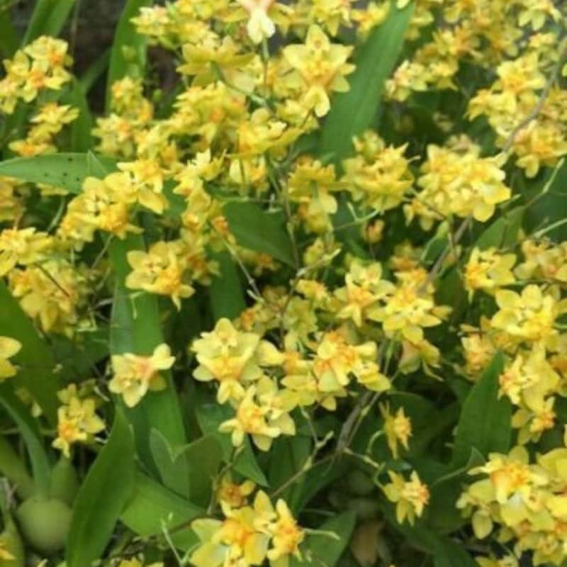 Oncidium Orchid - Etsy