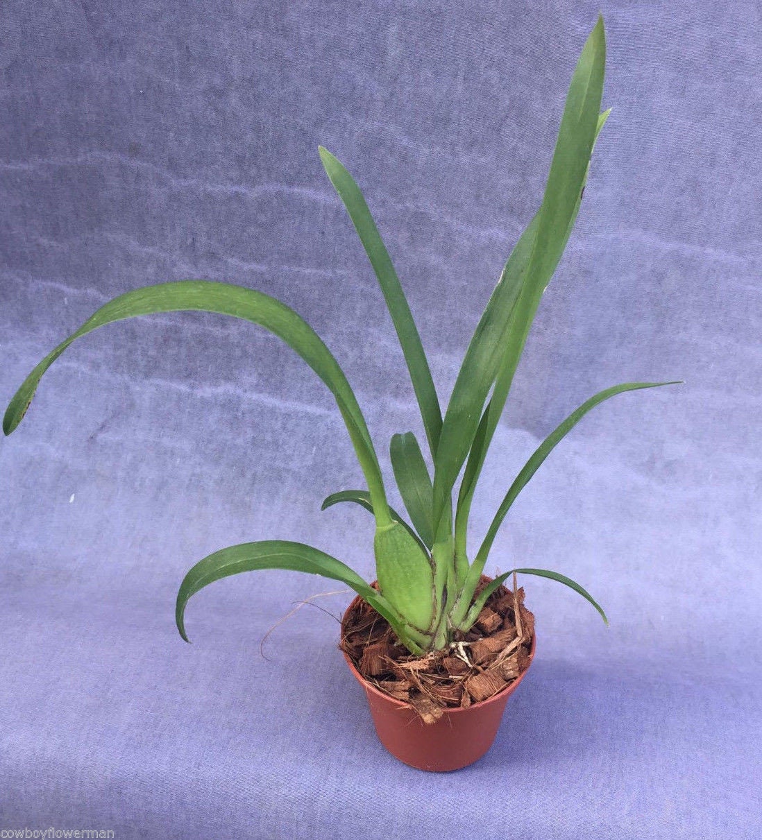 Aliceara Patricia Mccully 'pacific Matriarch' Oncidium Type Orchid ...