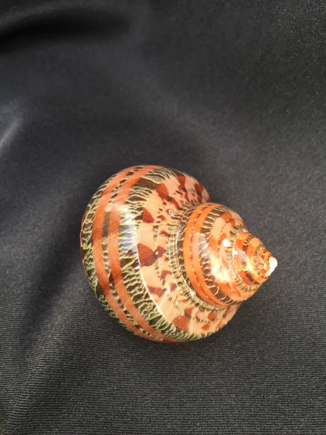 Snakeskin Turbo Sea Shell - Etsy
