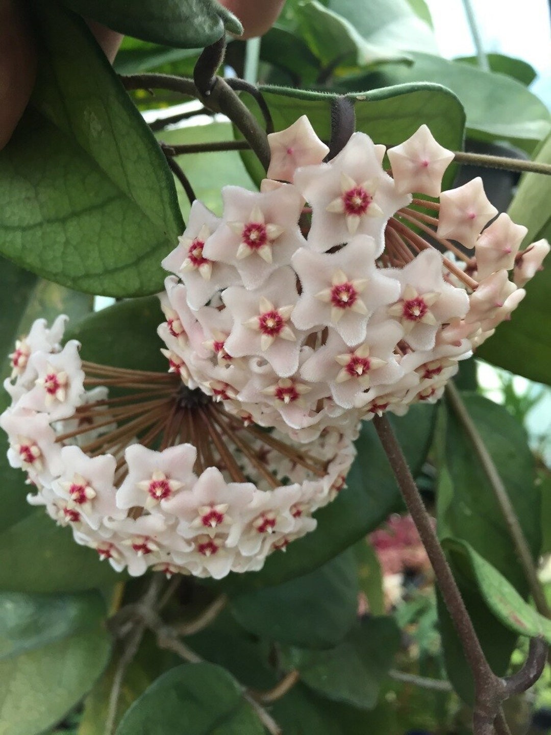 Hoya Fungii, Rare and Beautiful Hoya With Soft and Fuzzy Leaves, in 2.5 ...