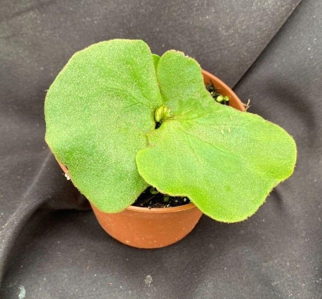 Platycerium Elephantotis, the Elephant Ear Staghorn Fern, Rooted Plant ...
