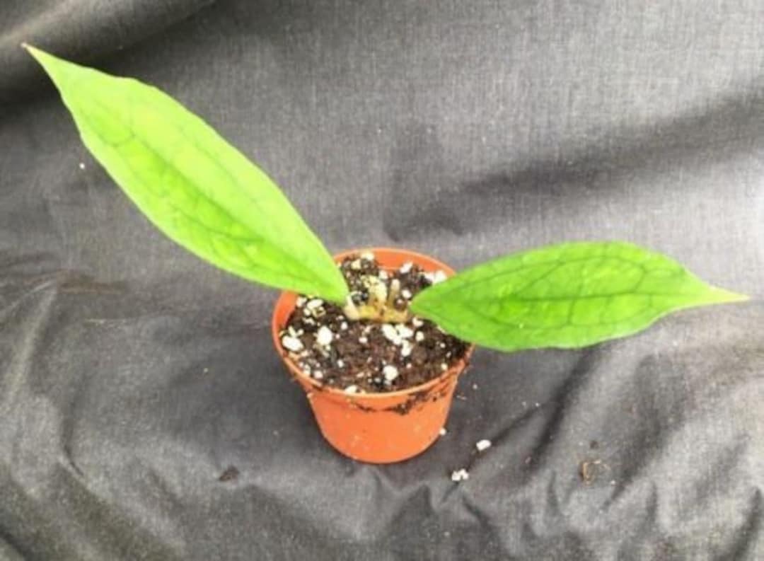 Hoya Jennifer, Hoya Hybrid, Rooted Plant Shipped in 2.5" Pot - Etsy