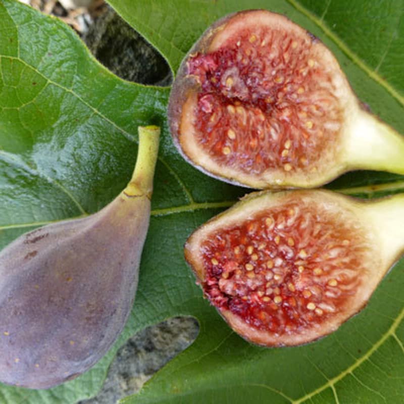Fig Cuttings - Etsy