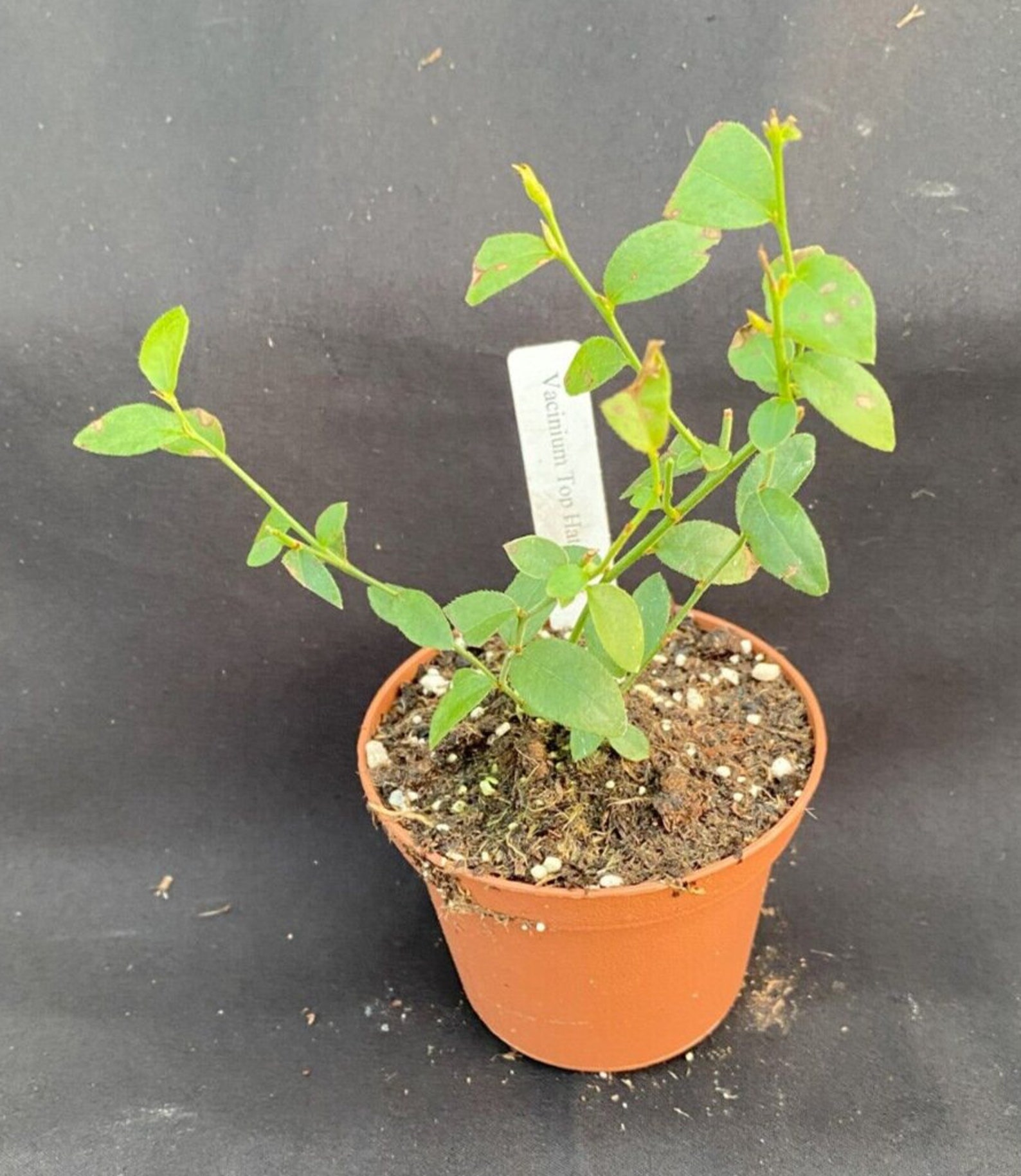Top Hat Dwarf Blueberry, Will Produce Lots of Sweet Fruit in a Small ...