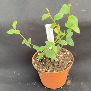 Top Hat Dwarf Blueberry, Will Produce Lots of Sweet Fruit in a Small ...