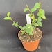 Top Hat Dwarf Blueberry, Will Produce Lots of Sweet Fruit in a Small ...