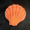 Lion's Paw, Large Orange Sea Shell - Etsy