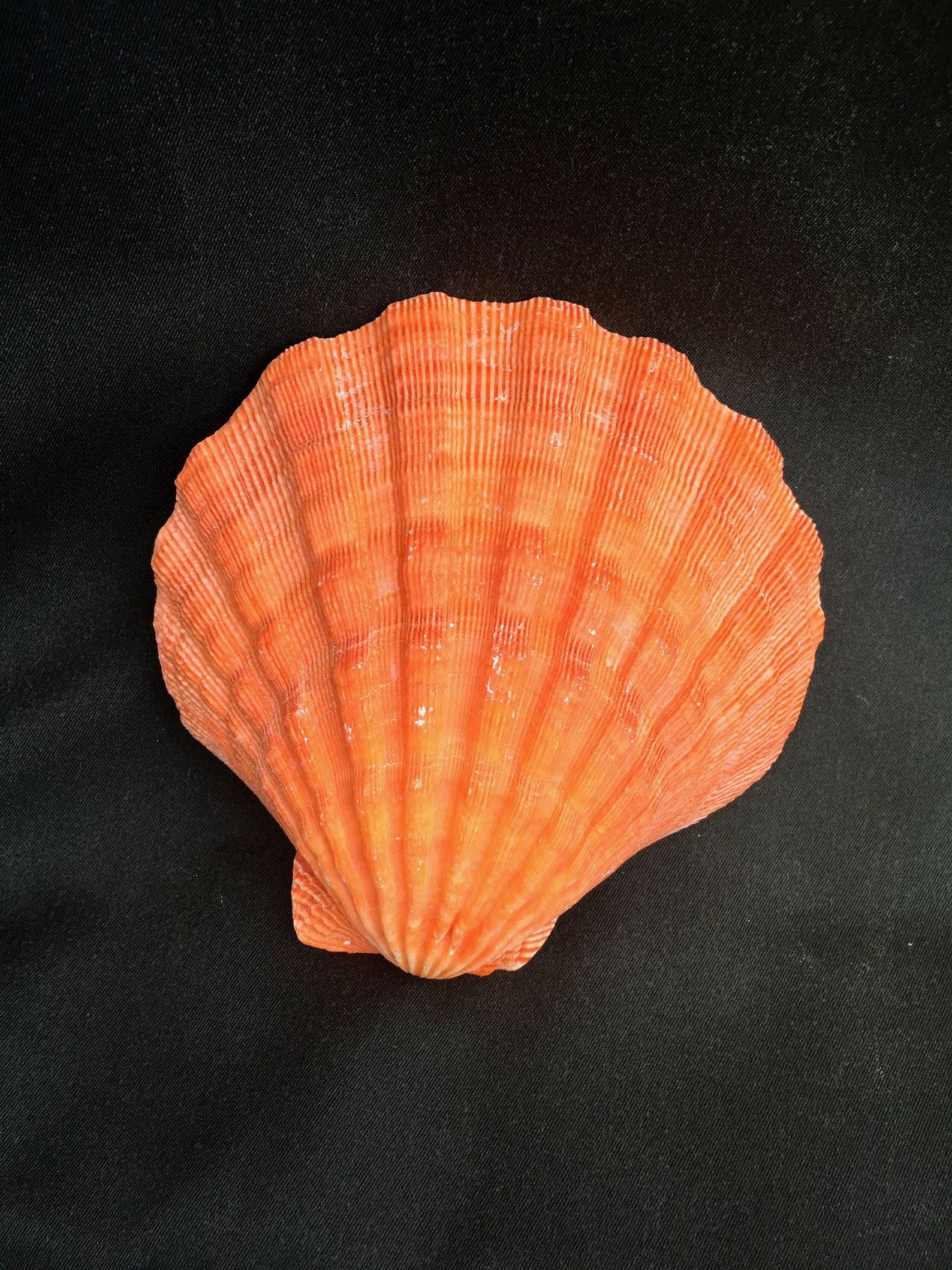 Lion's Paw, Large Orange Sea Shell - Etsy