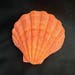Lion's Paw, Large Orange Sea Shell - Etsy