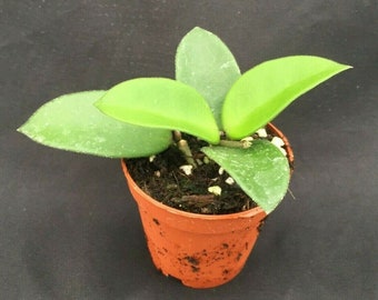 Hoya Sp. Timor, Rare & Beautiful Hoya, Rooted Plant Shipped in 2.5" Pot ...
