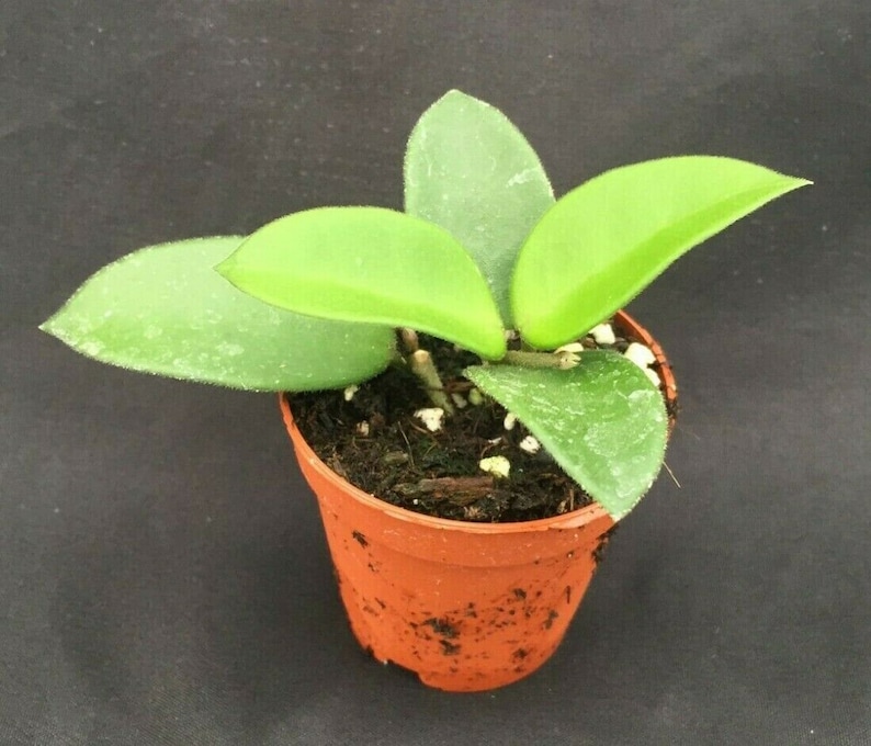 Hoya Chuoke, Rare Hoya Hybrid, Rooted Plant Shipped in 2" Pot - Etsy