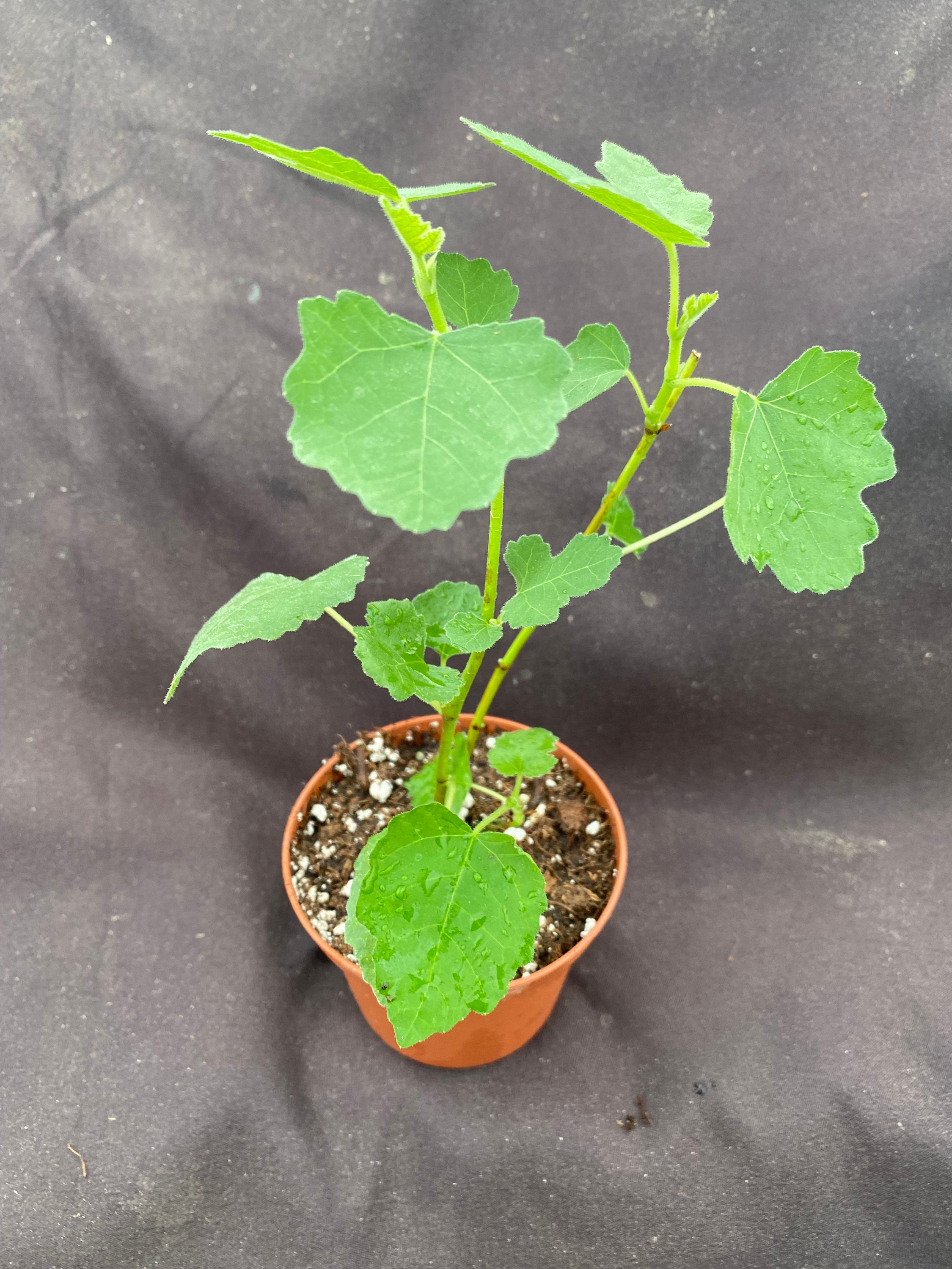 Celeste Fig, Also Known as Sugar Fig. Rooted Plant Shipped in 3" Pot ...