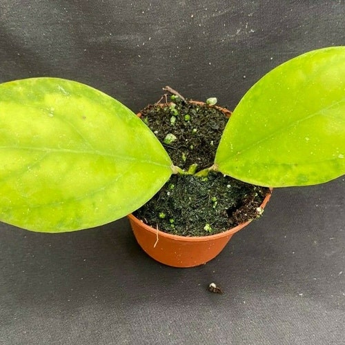 Hoya Kicki Hoya Hybrid Rooted Plant Shipped in 2.5 - Etsy