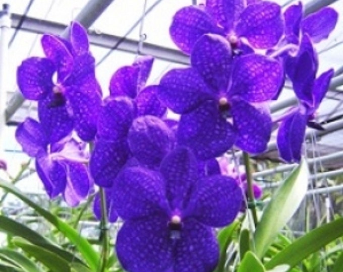 Vanda Pachara Delight 'pachara' FCC/JOGA, Orchid Plant in 2.5" Pot - Etsy