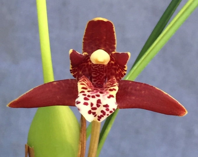 Coconut Orchid, Maxillaria Tenuifolia. Wonderfully Fragrant Orchid ...