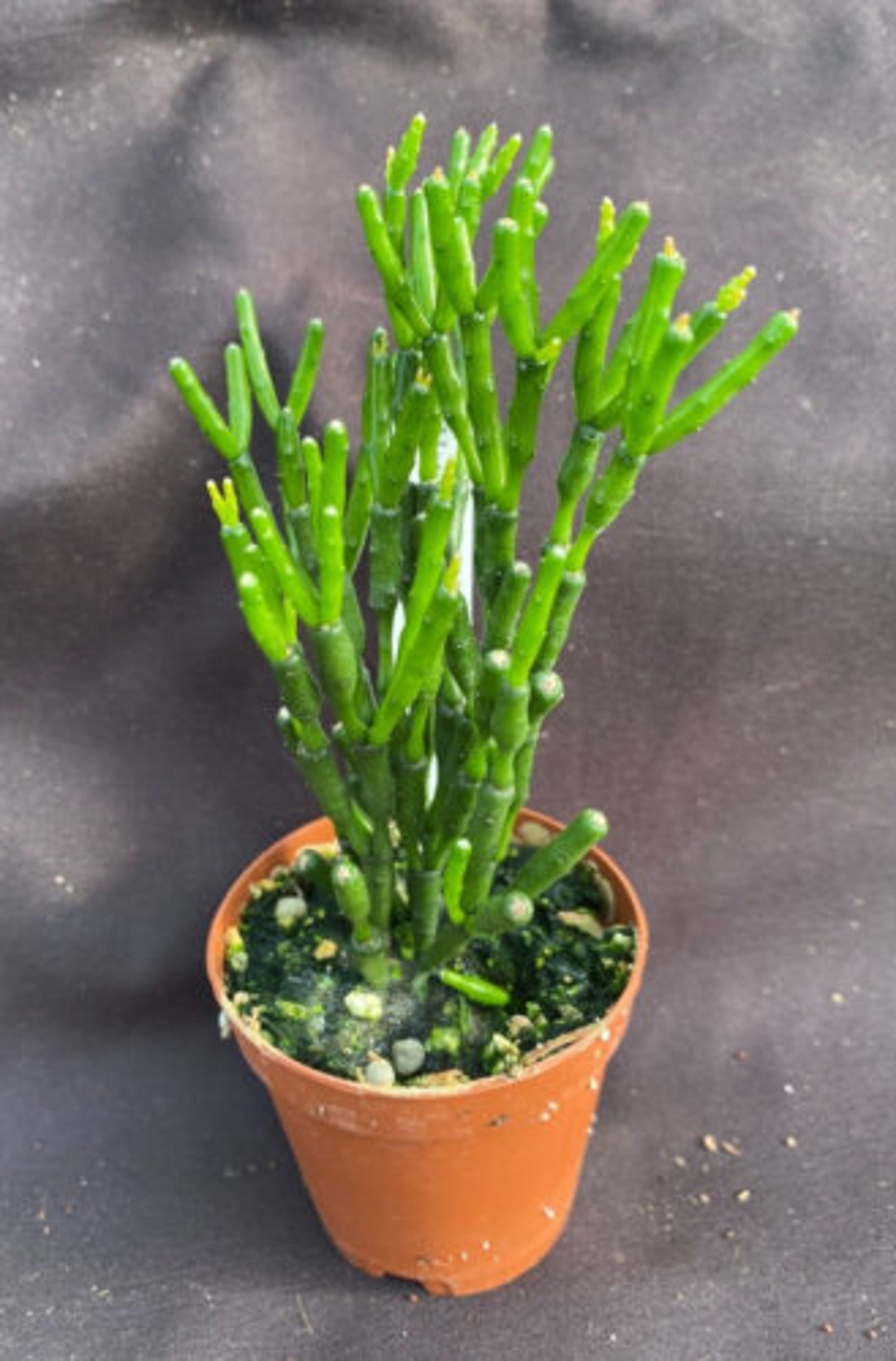 Dancing Bones Cactus, Hatiora Salicornioides, Two Rooted Plants Shipped ...