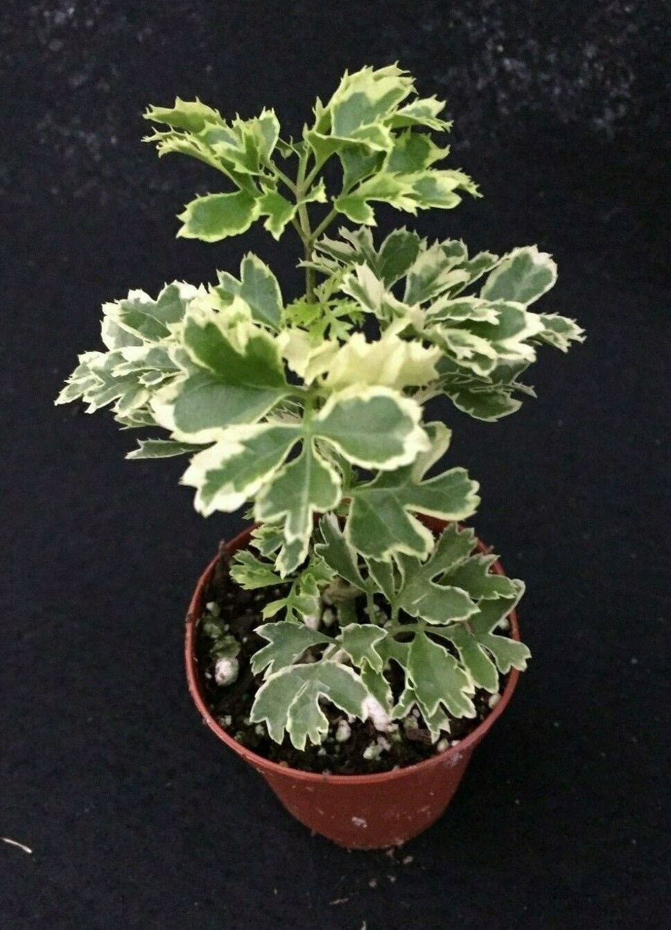 Variegated Ming Aralia Great Indoor Bonsai Plant shipped in | Etsy