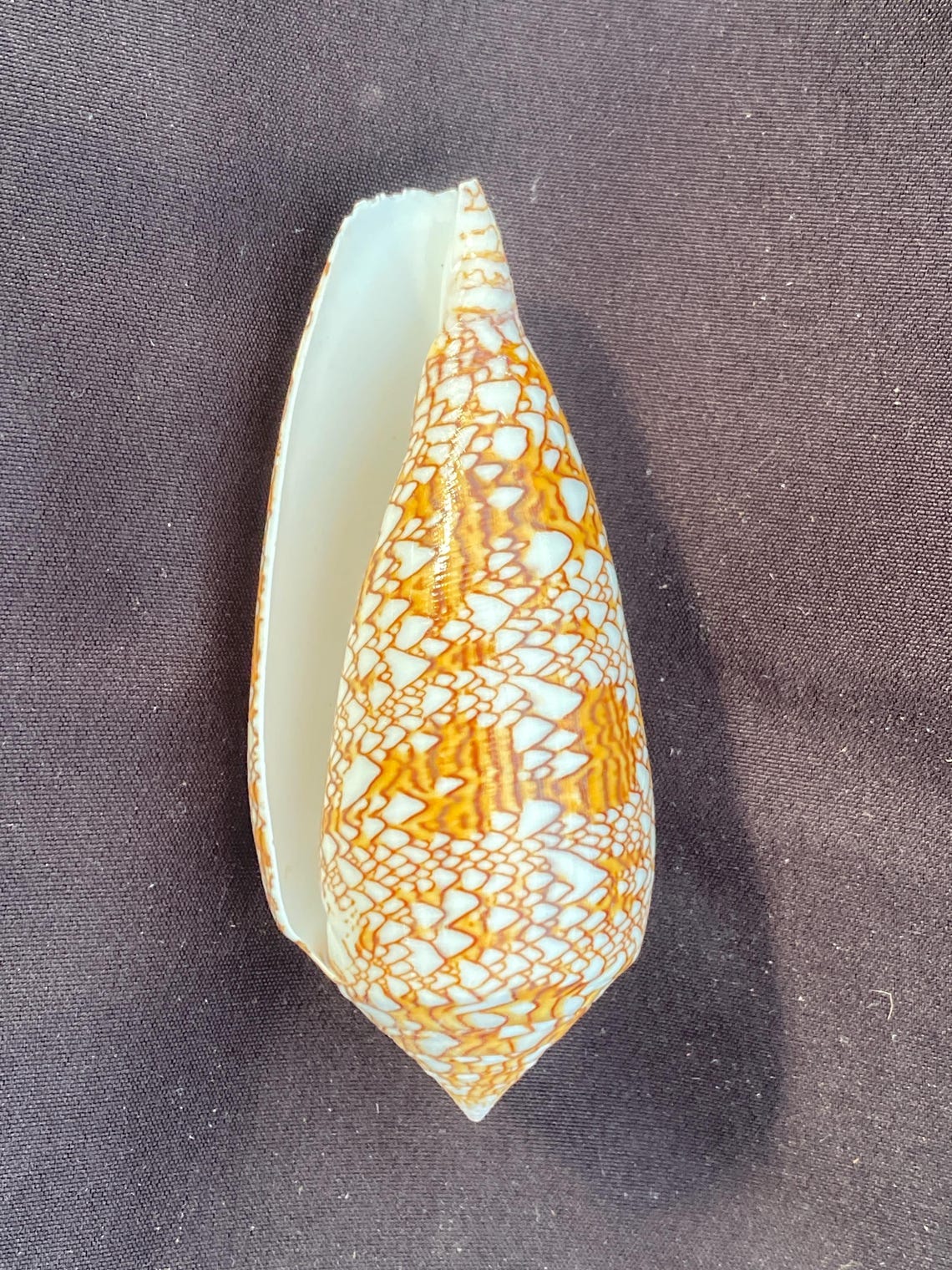 Textile Cone Seashell. (conus Textile). Beautiful Patterned Sea Shell ...