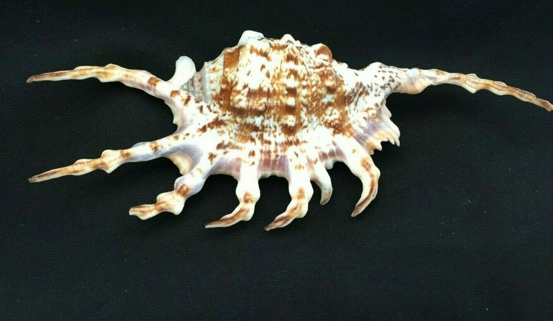 Baby Orange Spider Conch Seashell | Etsy