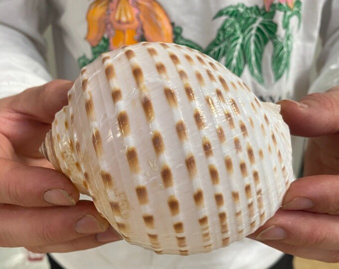 Tonna Sulcosa, Large Spotted Seashell - Etsy