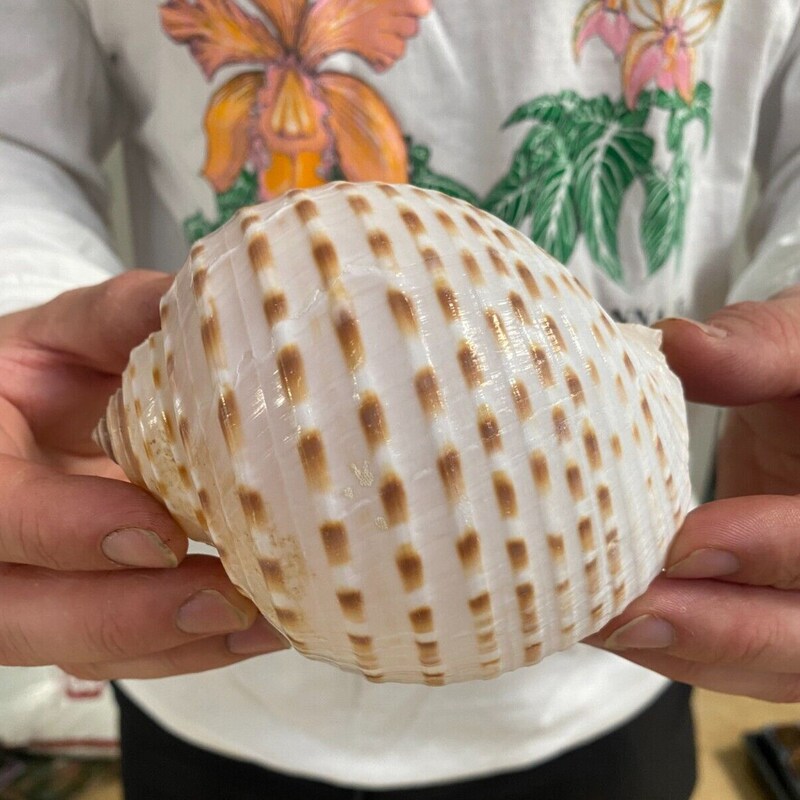 Seashell Pottery - Etsy