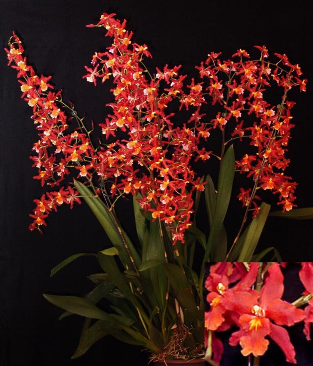 Oncidium Pacific Panache 'fireside Fever' Orchid Plant Shipped in 2.5 ...
