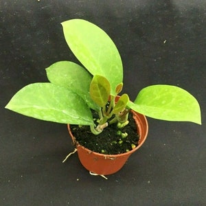 Hoya Australis Ssp. Keysii Easy to Grow Hoya, Rooted Plant Shipped in 2 ...