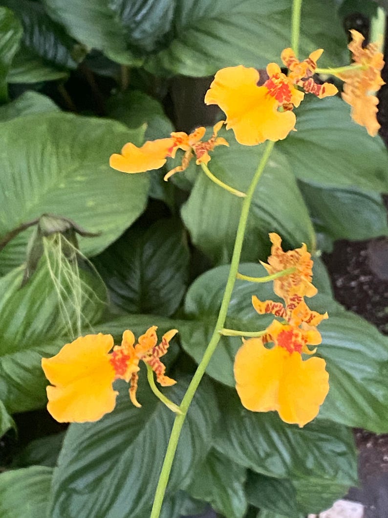 Oncidium Gower Ramsey 'orange Delight', Orange Dancing Lady Orchid ...