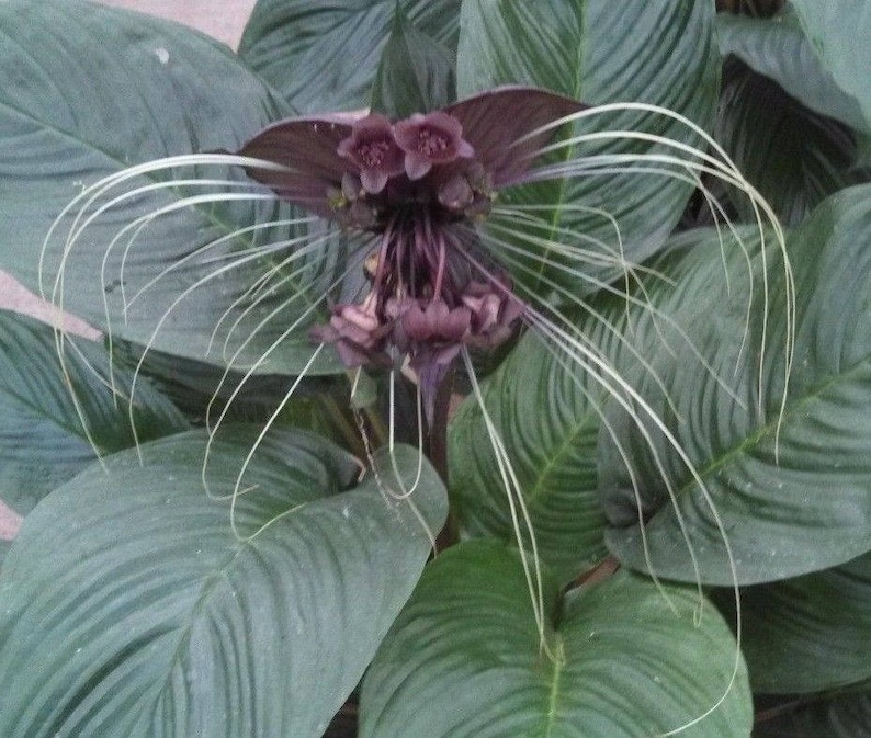 Black Bat Flower Tacca Chantrieri Rooted Plant Shipped in - Etsy