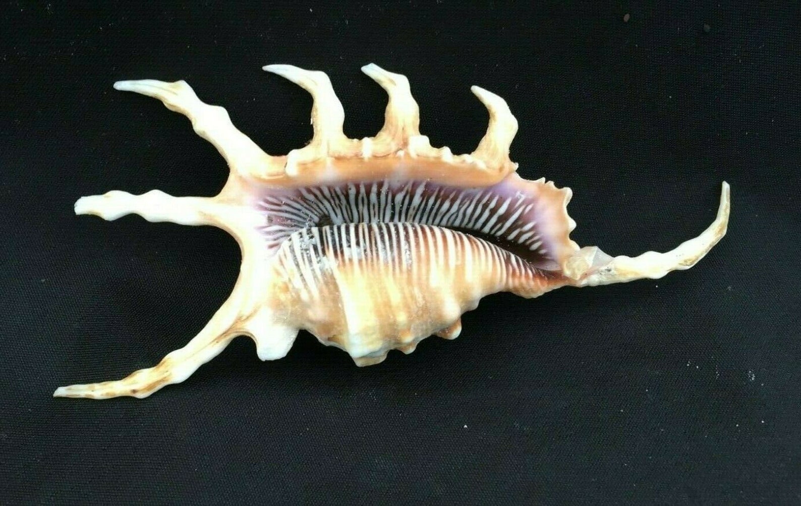 Baby Orange Spider Conch Seashell | Etsy