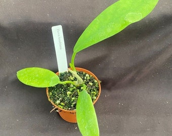 Hoya Sp. Timor Rare & Beautiful Hoya Rooted Plant Shipped in - Etsy