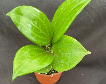 Hoya Sp. Timor, Rare & Beautiful Hoya, Rooted Plant Shipped in 2.5 Pot ...