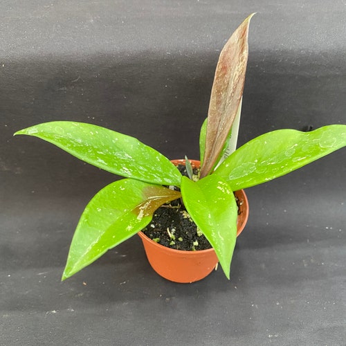 Hoya Kicki Hoya Hybrid Rooted Plant Shipped in 2.5 - Etsy