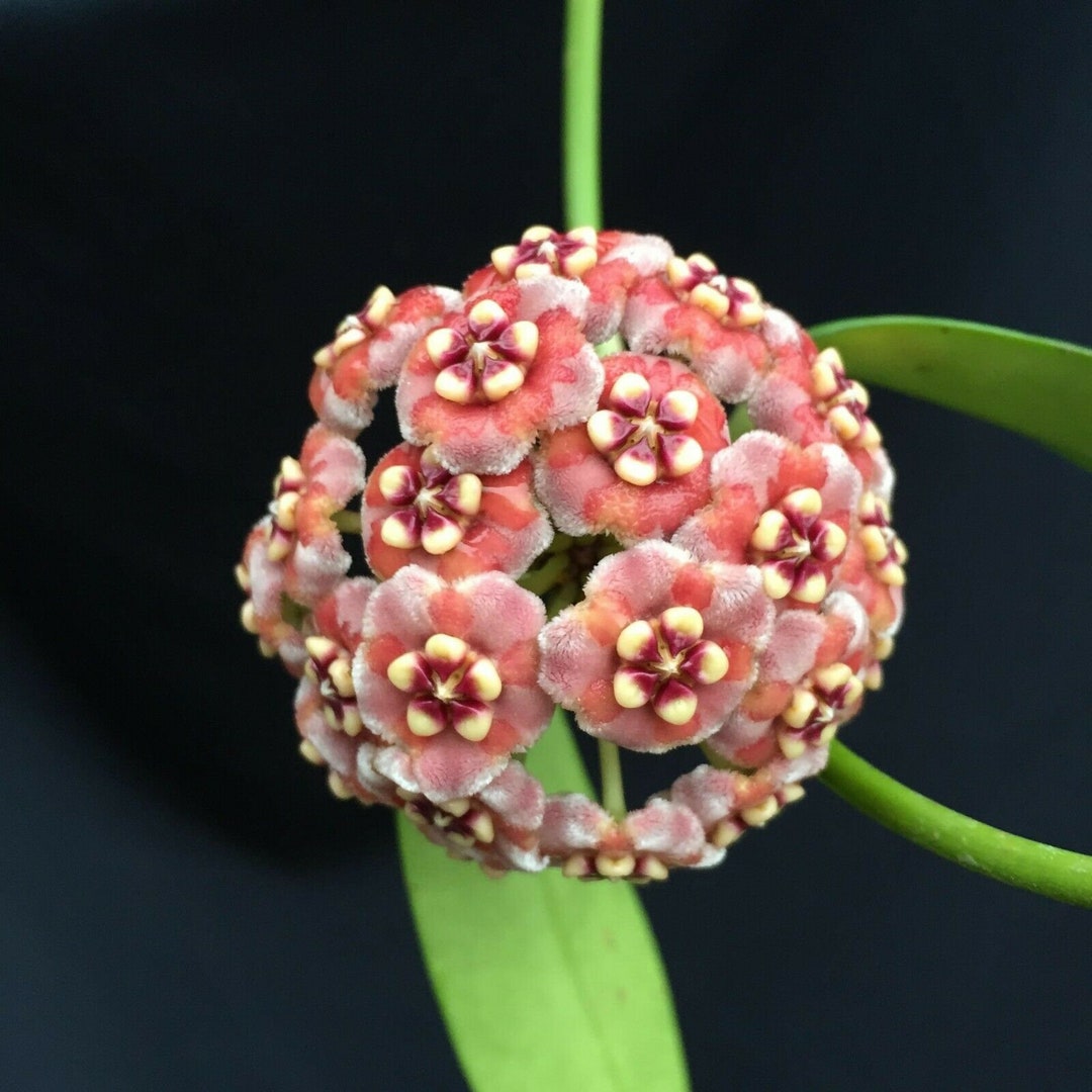 Hoya Meliflua Live Rooted Wax Plant in 3" Pot. - Etsy