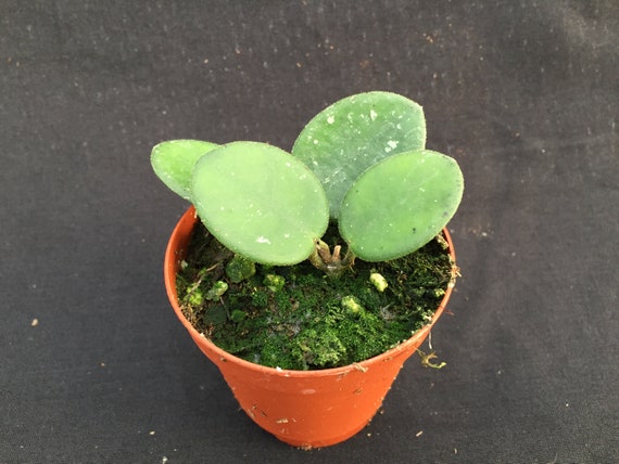 Hoya Mathilde Miniature Hoya Hybrid Two Rooted Plants - Etsy