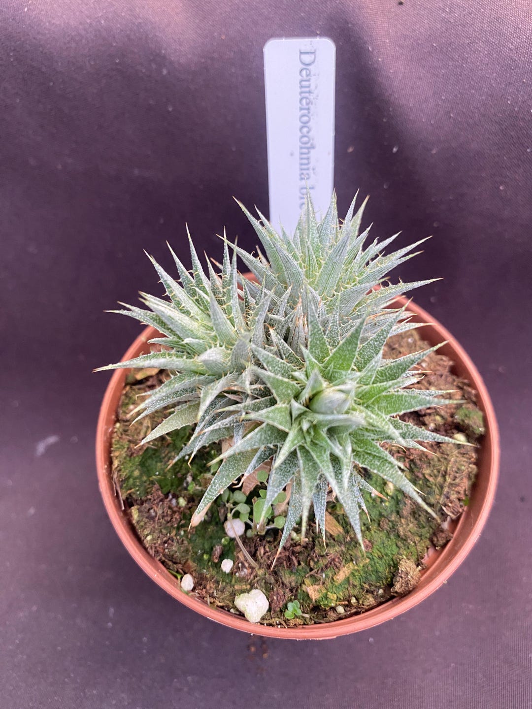 Deuterocohnia Brevifolia, Dwarf Bromeliad, Grows Like a Succulent ...