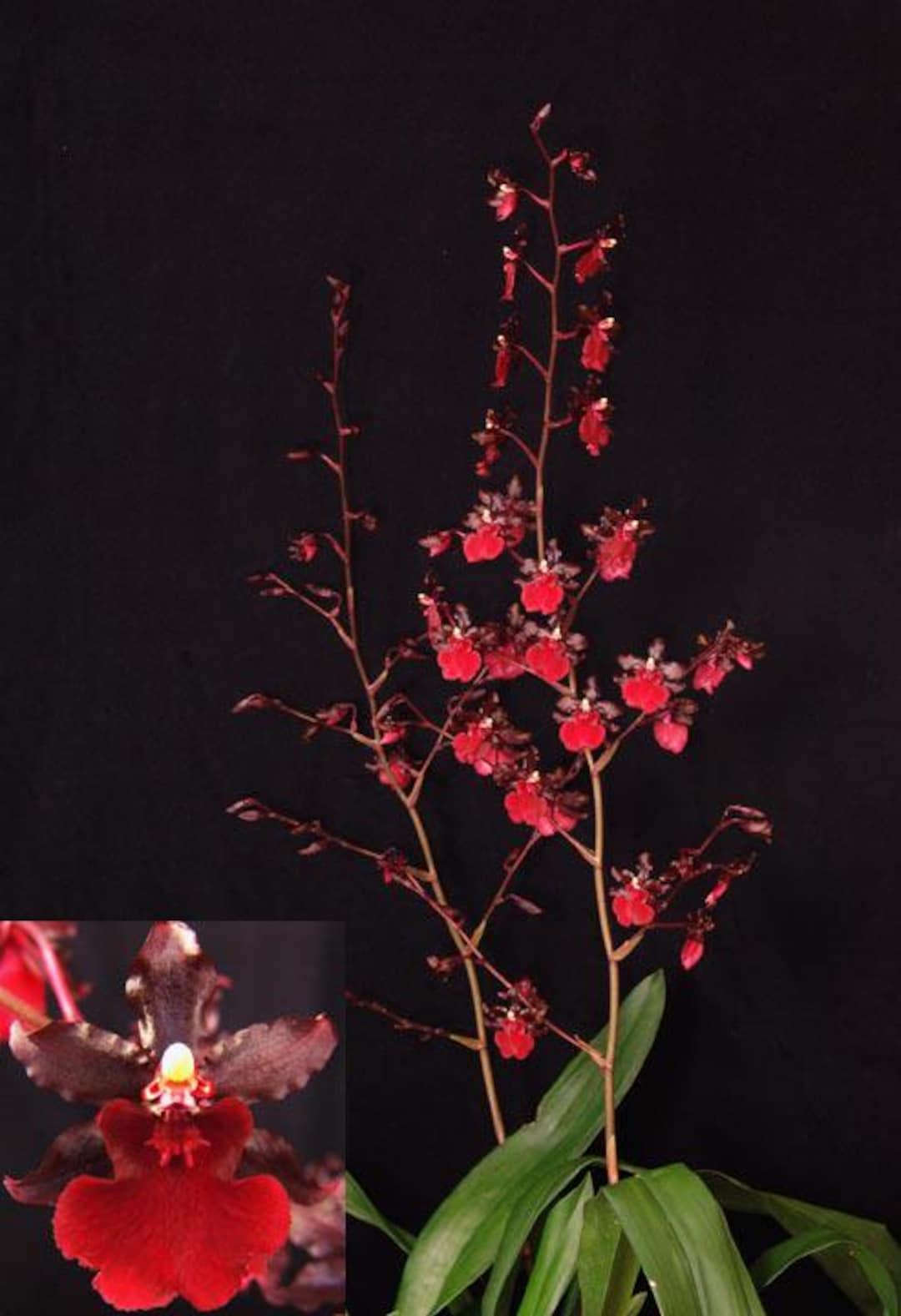 Oncostele Succubus 'night Shift', Oncidium Type Orchid Plant Shipped in ...