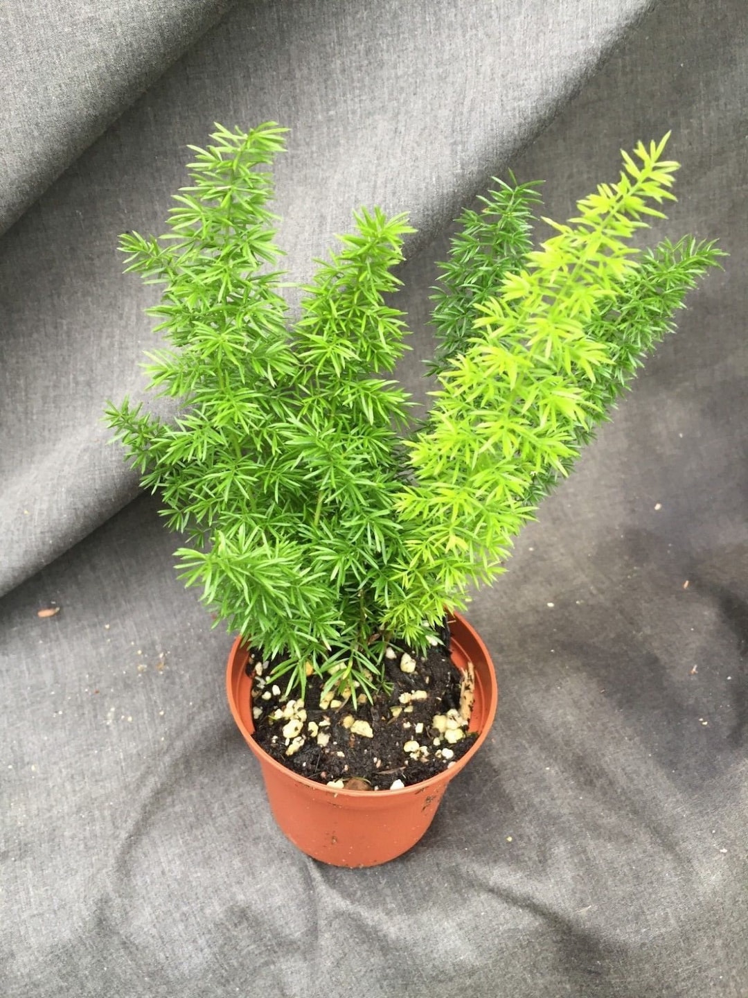 Foxtail Fern, Asparagus Meyeri, Great Fern for Sun! Established Plants ...
