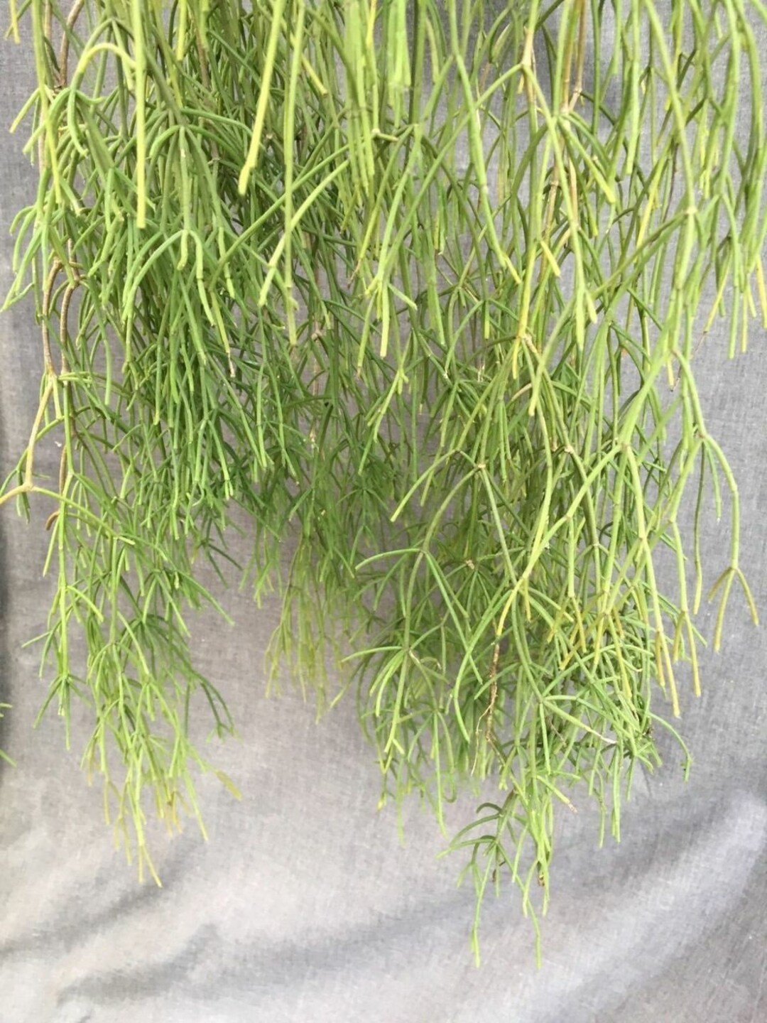 Rhipsalis Capiliformis, the Old Man Beard Cactus, Rooted Plants Shipped ...
