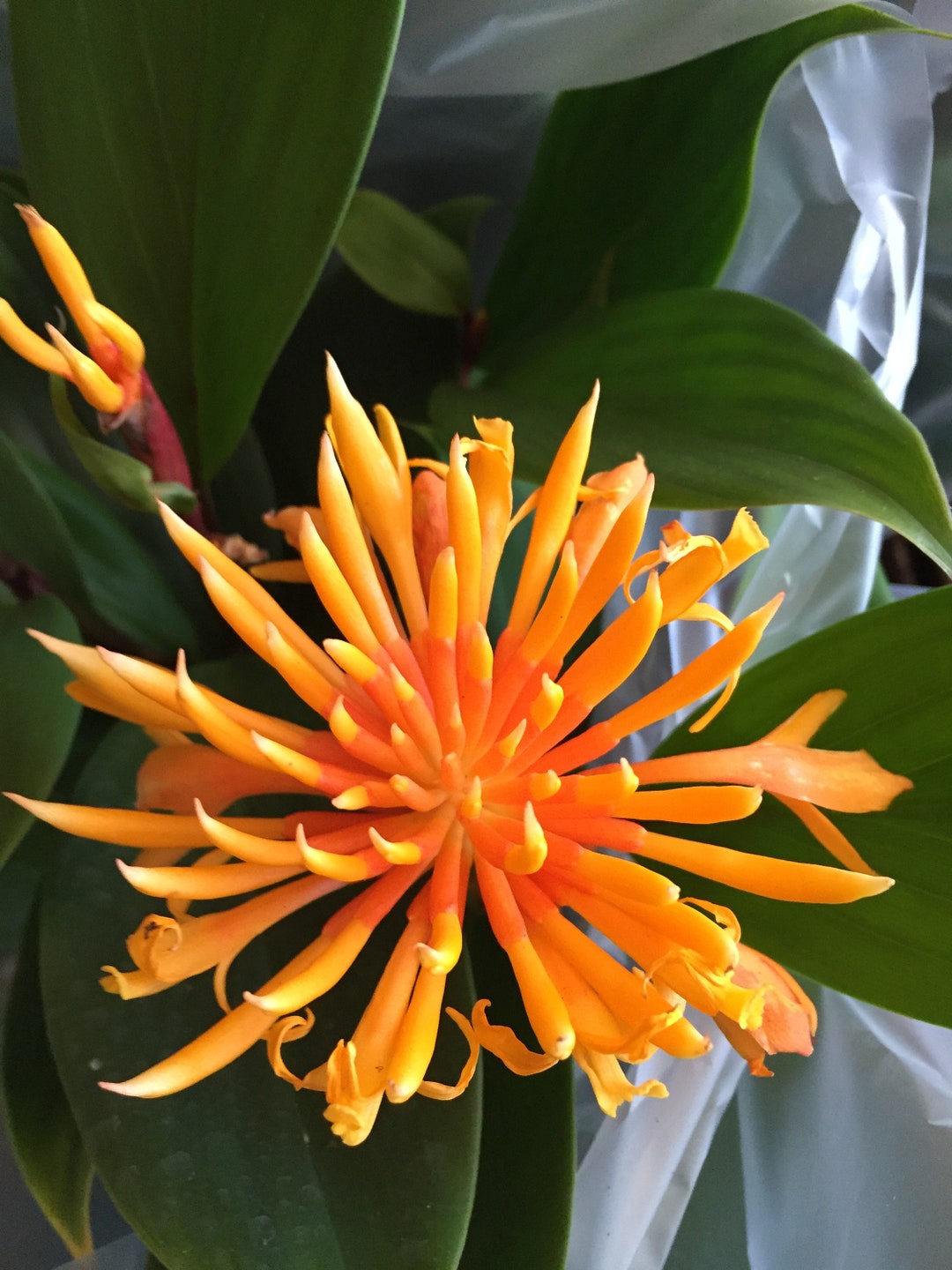 Golden Brush Ginger, Burbidgea Schizocheila, Rooted Plant Shipped in 3 ...