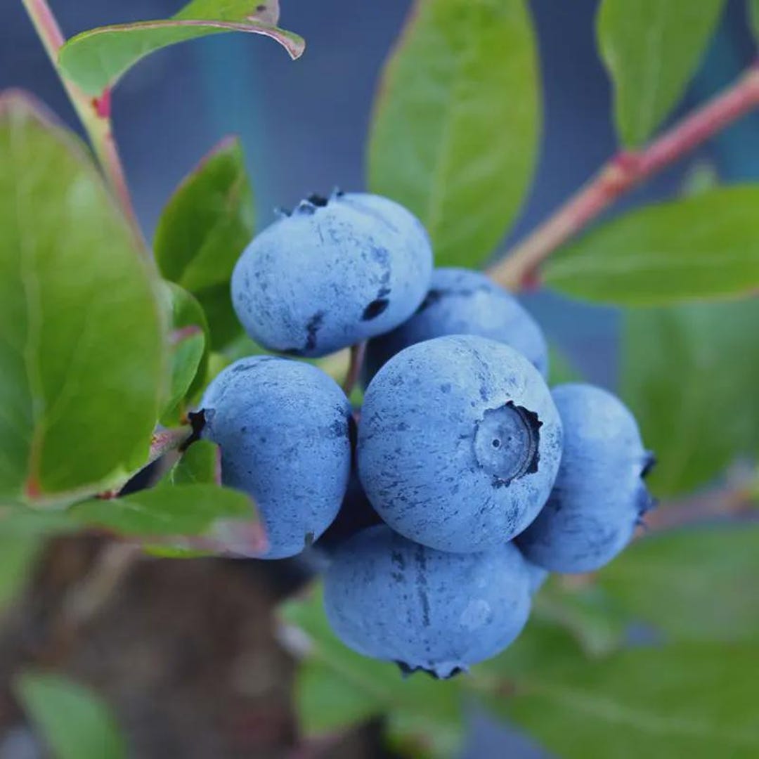 Sunshine Blue Blueberry, Rooted Plant Growing and Shipped in 3" Pot. - Etsy