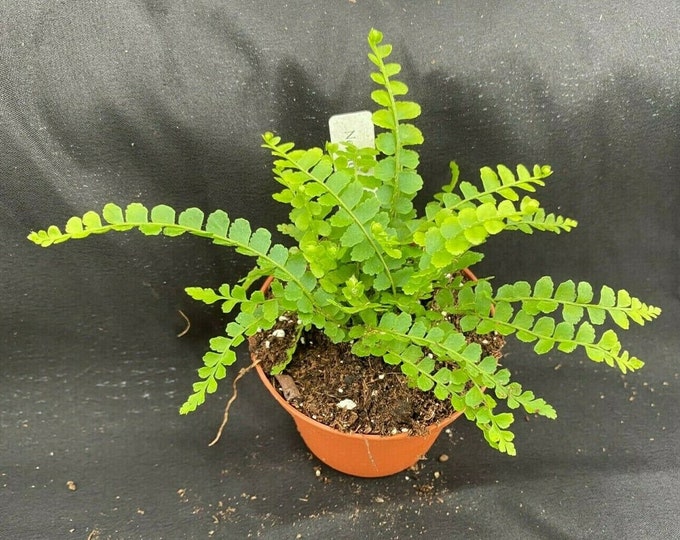 Lemon Button Fern, Nephrolepis Duffii, Rooted Plant Shipped in 3" Pot ...