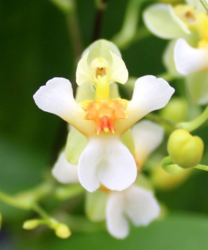 Oncidium Gold Dust Miniature Orchid Plant Shipped in - Etsy
