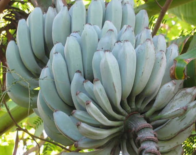 Musa Ice Cream Aka. Blue Java Banana, Rooted Plant Shipped in 3" Pot - Etsy