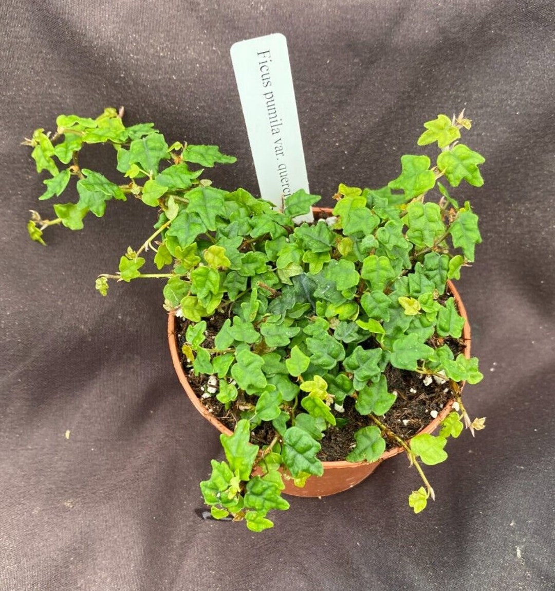 String of Frogs, Ficus Pumila Quercifolia, Rooted Plants Shipped in 3 ...