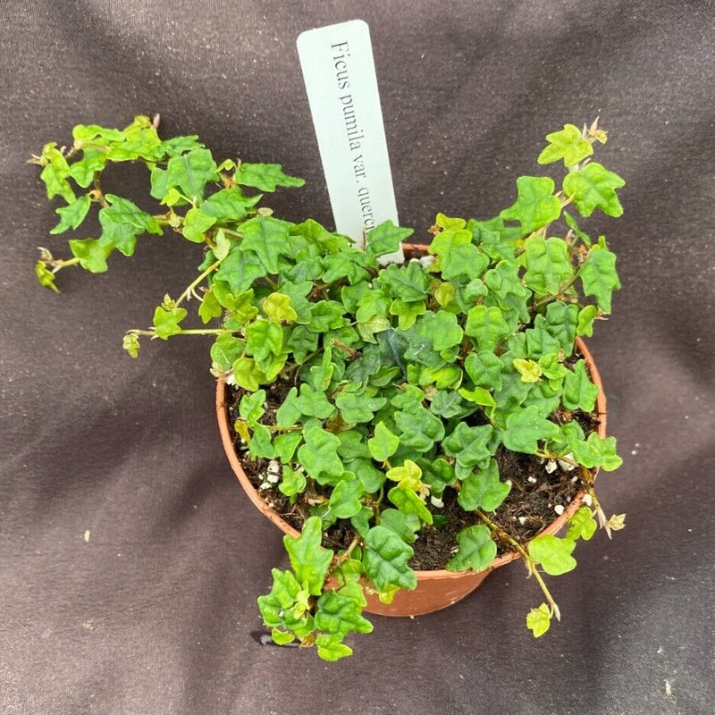 String of Frogs - Etsy