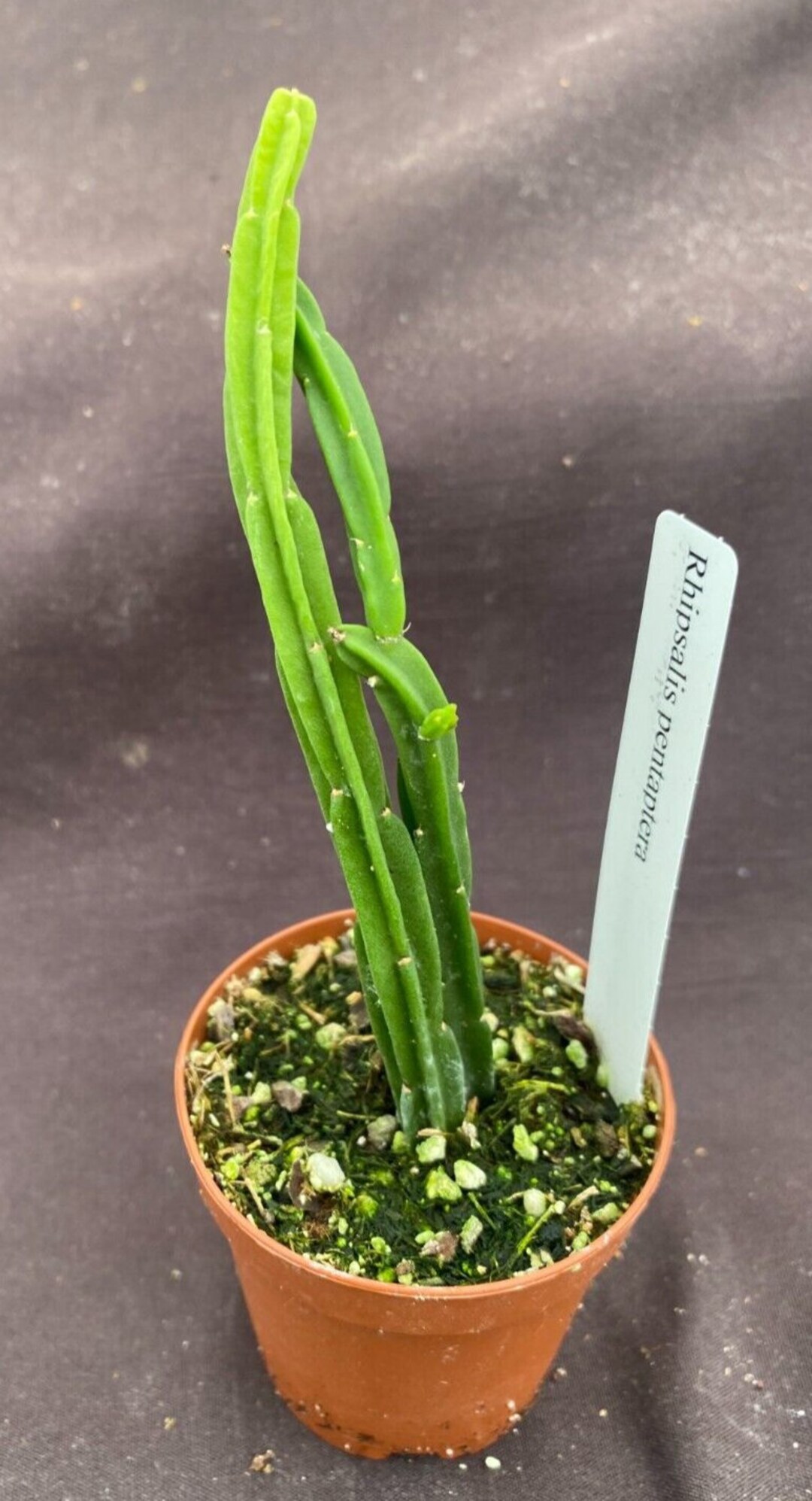 Rhipsalis Pentaptera, Unusual and Rare Jungle Cactus, Rooted Plants ...