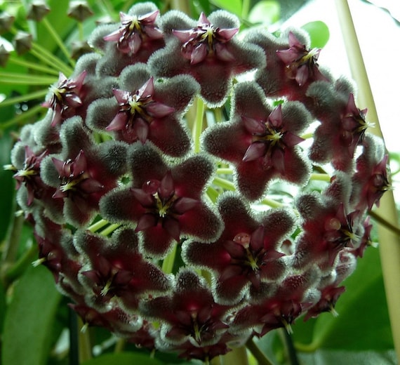 Hoya pubicalyx 'Black Dragon' Rare Hoya Rooted Plant | Etsy