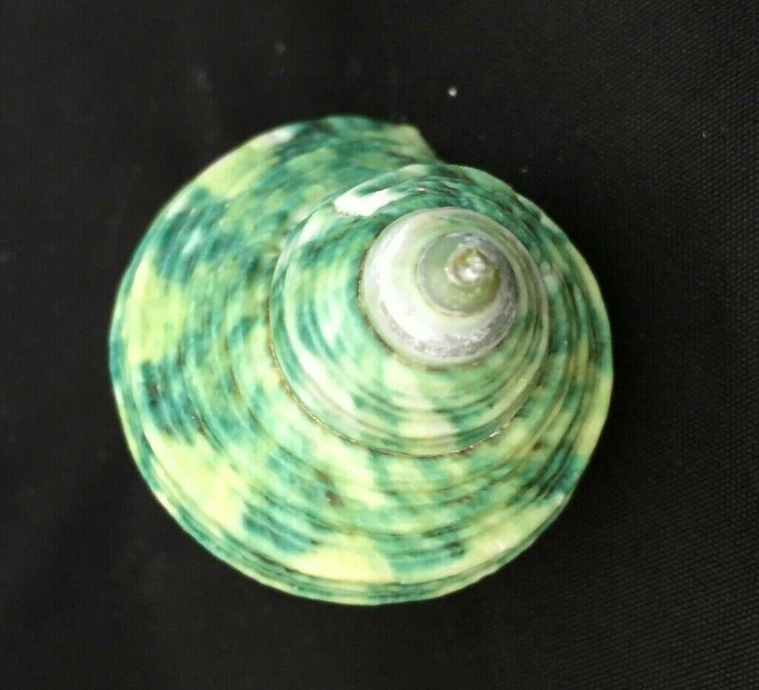 Green Silver Mouth Turbo Seashell - Etsy